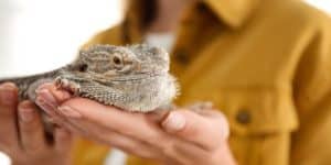 Understanding bearded dragon behaviour and communication. - Dug's Bugs