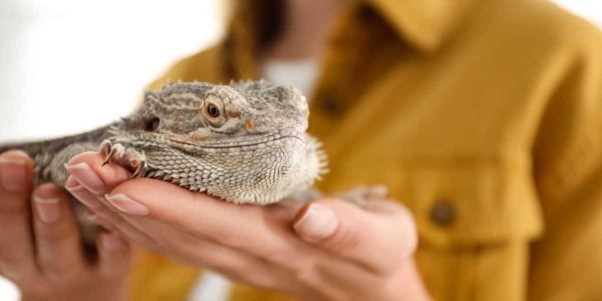 Understanding bearded dragon behaviour and communication. - Dug's Bugs